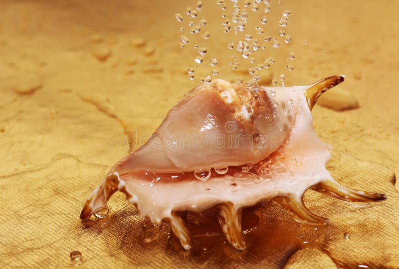 Seashell under the water stock photo. Image of element - 12741736