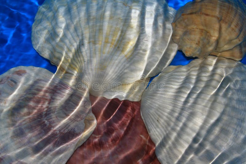 Seashell under the water stock photo. Image of element - 12741736