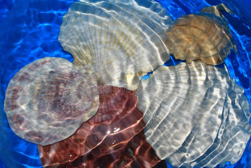 Seashell under water. stock image. Image of colorful - 15650567