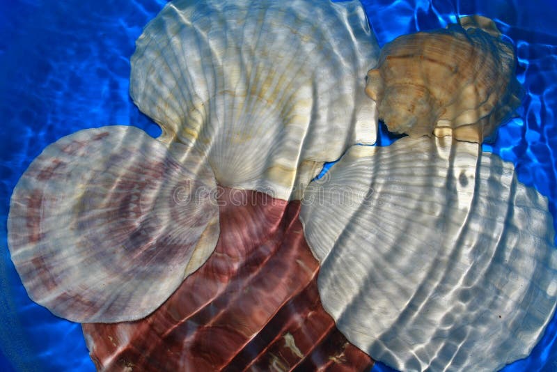 Seashell under water. stock image. Image of colorful - 15650567