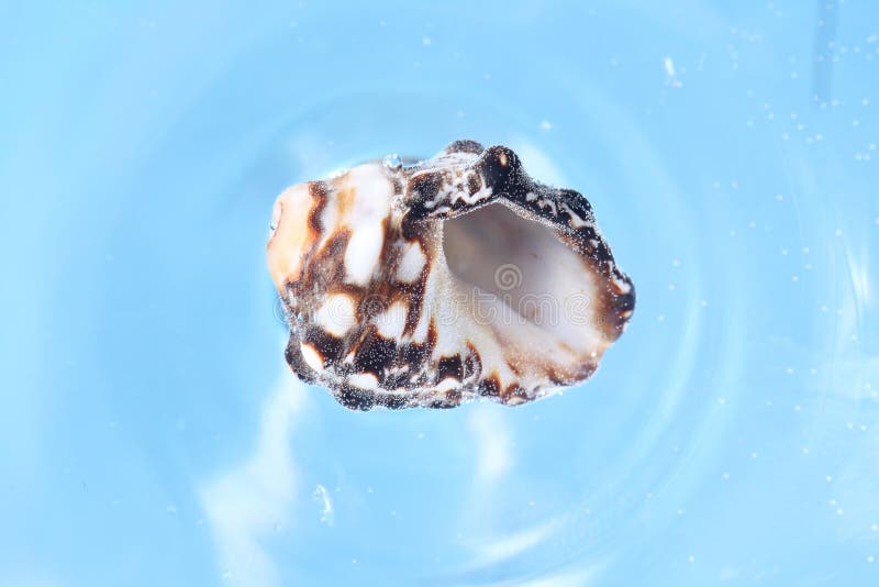 Seashell underwater stock photo. Image of water, concept - 22864910