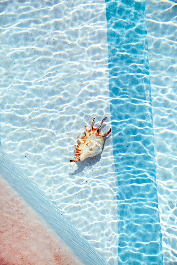 Seashell Underwater on the Bottom of Swimming Pool, Ripples on Water ...