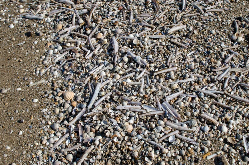 Seashell stock photo. Image of scenic, scape, beautiful - 40777562