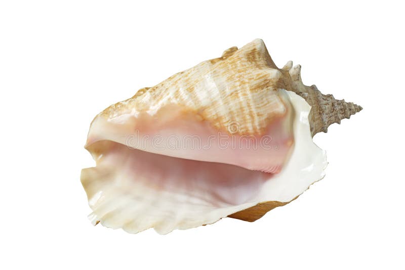 Seashell of Various Shapes . Isolate on White Stock Photo - Image of ...