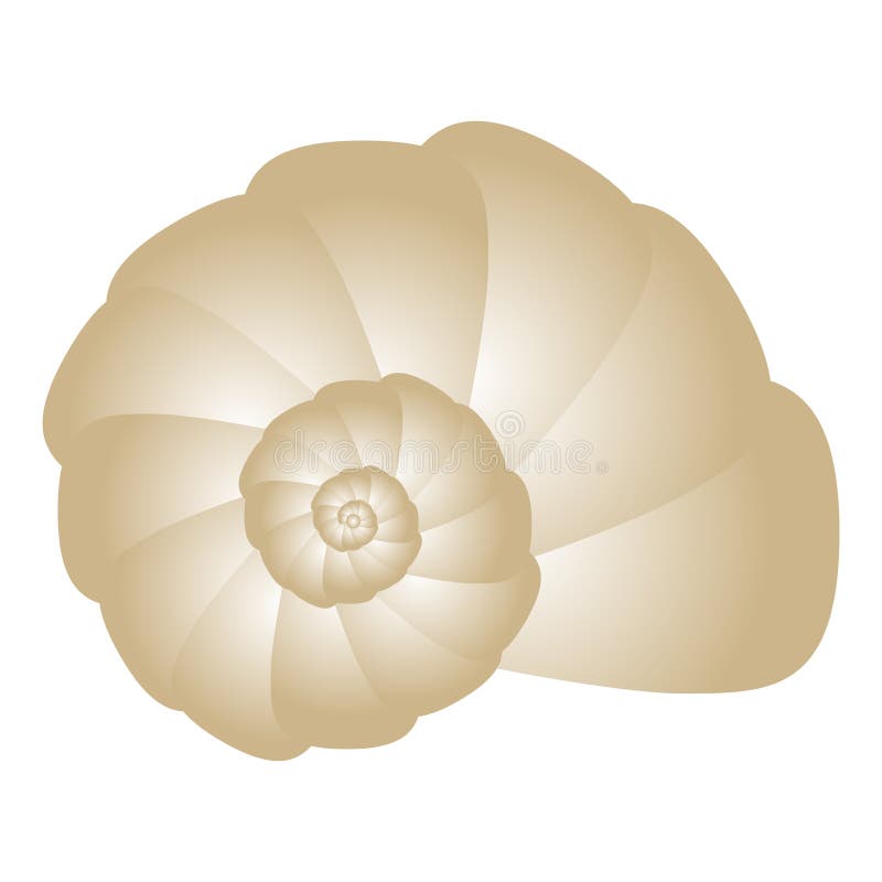 Seashell Nautilus stock vector. Illustration of vector - 18716518