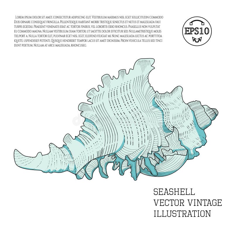 Seashell. Vector Vintage Illustration Stylized As Hand-drawn Sketch ...