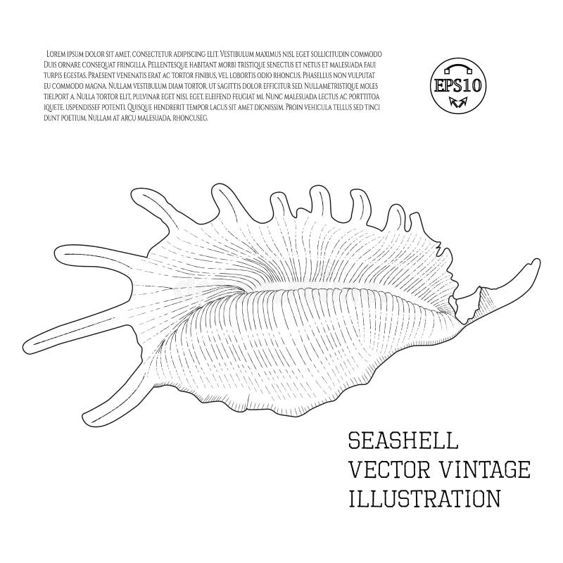 Seashell. Vector Vintage Illustration Stylized As Hand-drawn Sketch ...