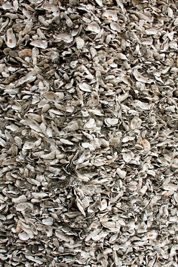 Seashell wall stock photo. Image of shell, color, objects - 7440484