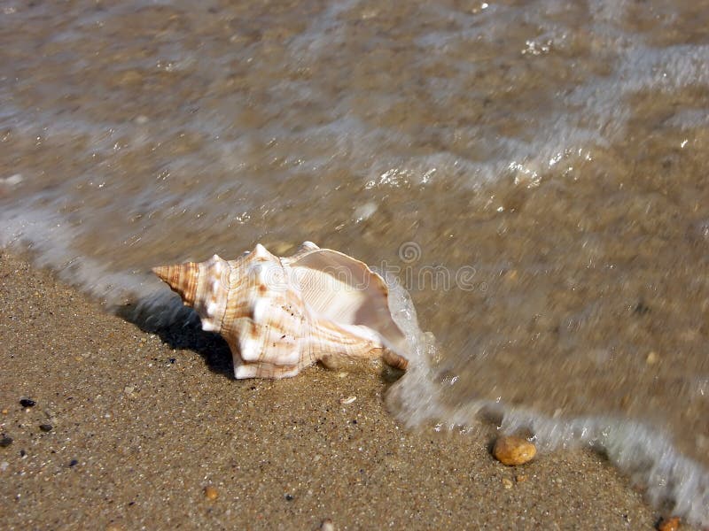 Seashell washed ashore stock photo. Image of ocean, seashore - 1290610
