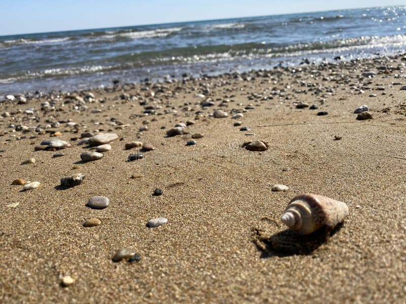 A Seashell Washed Up on the Beach. Stock Image - Image of mudflat ...