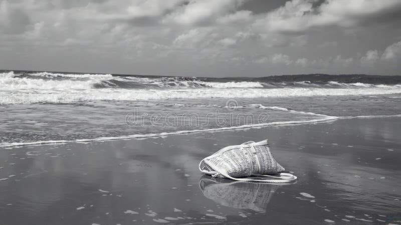 Seashell Washed Up at the Beach Stock Image - Image of shore, sand ...
