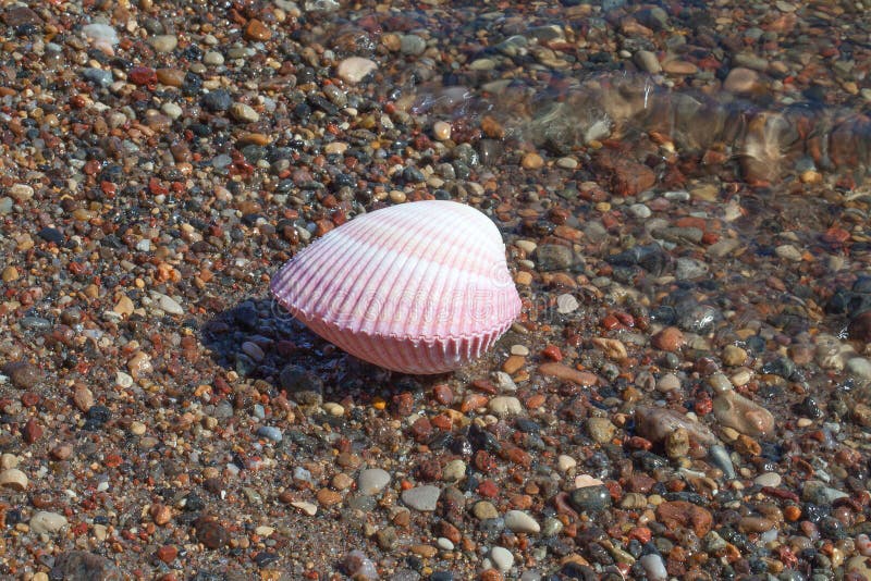 Seashell. stock photo. Image of mollusk, water, sand - 30668012