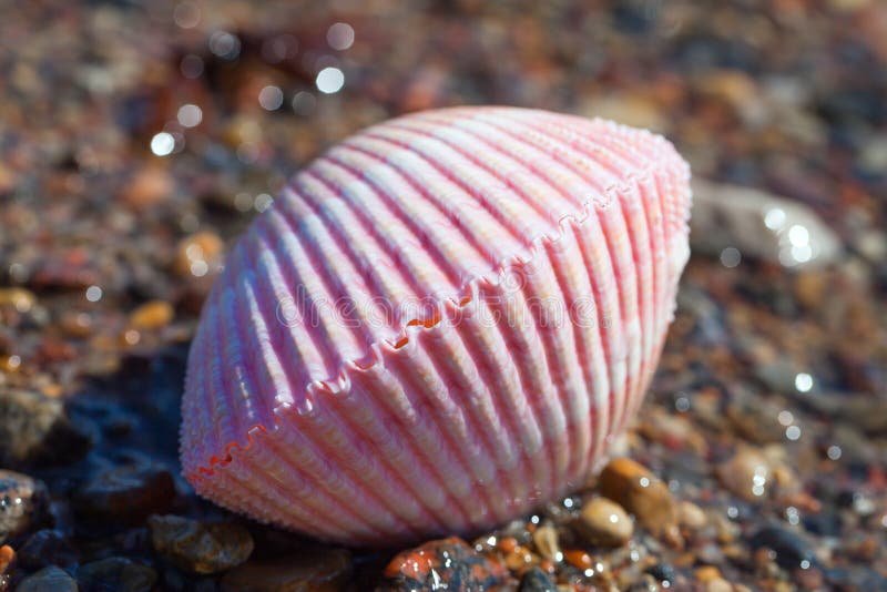Seashell. stock image. Image of relaxation, coast, seashore - 30668091