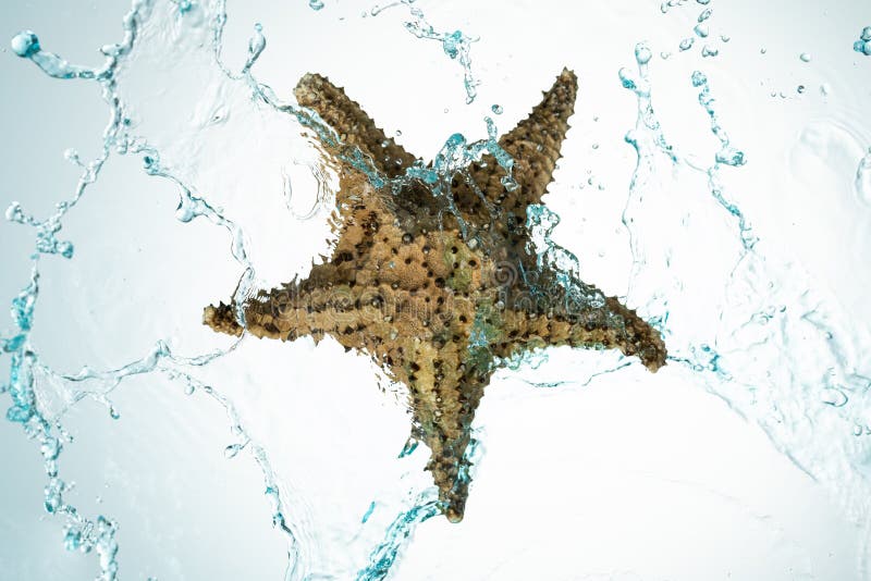 Seashell water splash stock image. Image of liquid, macro - 136043687