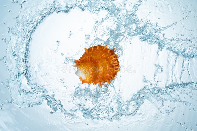 Seashell water splash stock image. Image of motion, seashell - 136043679
