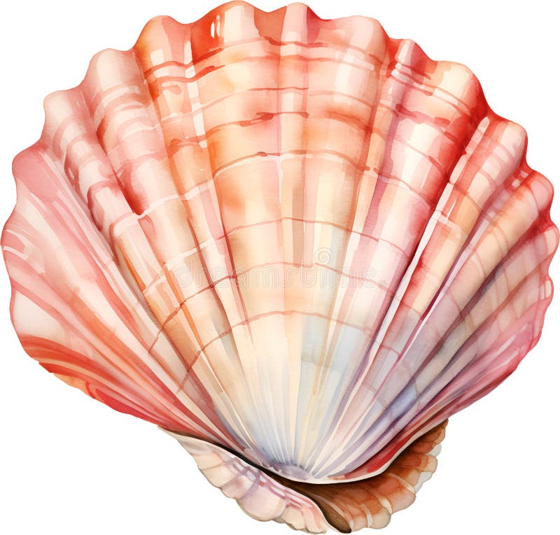 Seashell Watercolor Clipart Stock Photo - Illustration of animal ...