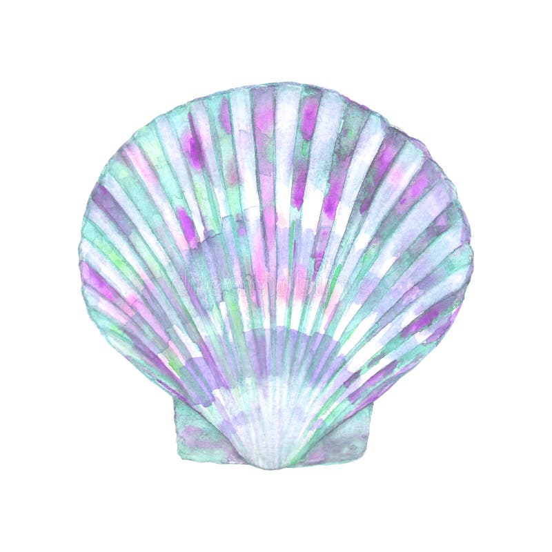 Seashell Watercolor Illustration Watercolor Hand Drawn Sea Shell