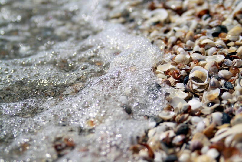 Seashell and Wave Backgrounds Stock Photo - Image of collected ...