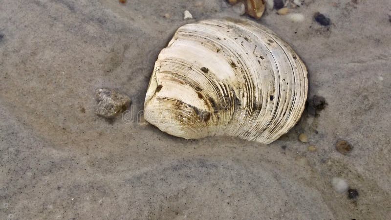 Seashell on the Shore stock photo. Image of shore, beach - 104693346