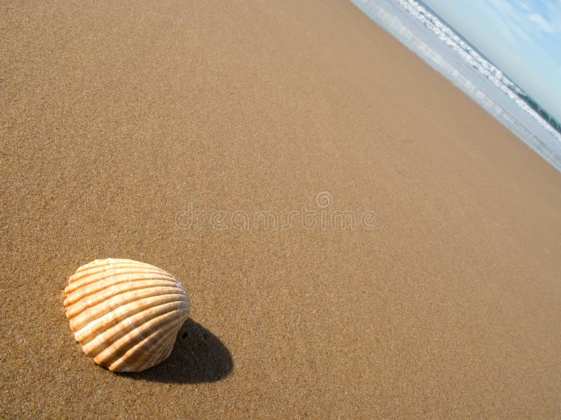 Seashell on wet sand stock image. Image of macro, maritime - 3839683