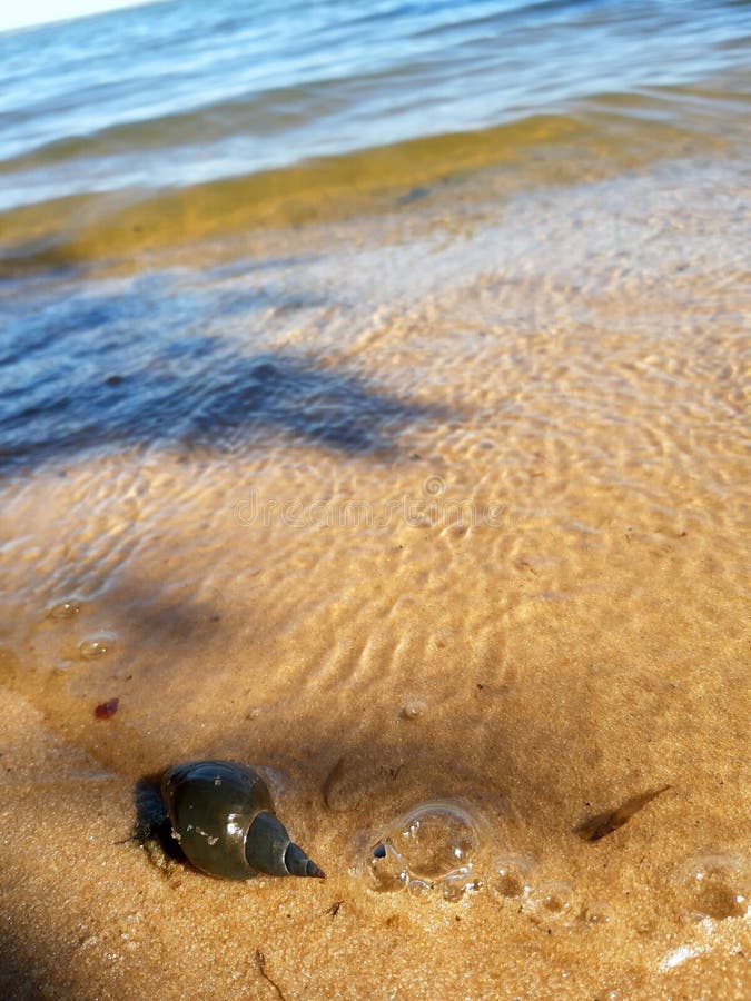 Seashell on Wet Sand on the River Bank Stock Photo - Image of seashell ...