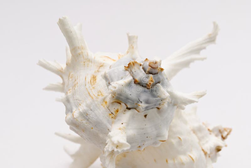 Seashell on the White Background Stock Image - Image of design, aquatic ...