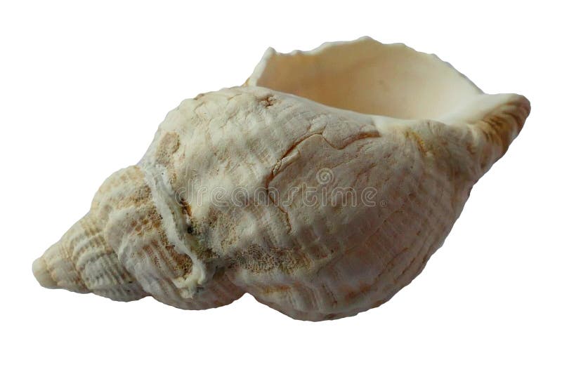 Seashell On A White Background Stock Photo - Image of seashore, shell ...