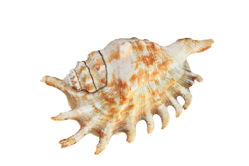 194 Curved Seashell Photos - Free & Royalty-Free Stock Photos from ...