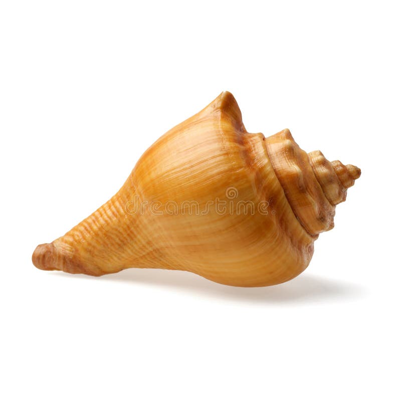 Sea Shell stock image. Image of shell, ocean, conk, oyster - 256143