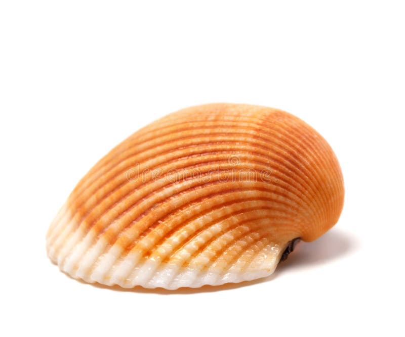 Seashell on white stock image. Image of close, edible - 41905227