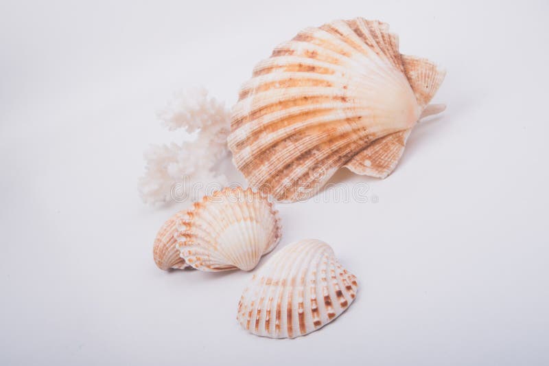 Seashell on a White Background Stock Photo - Image of aquatic, ocean ...