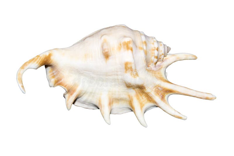 Seashell on White Background.the Exotic Sea Shell with Spikes. Stock ...