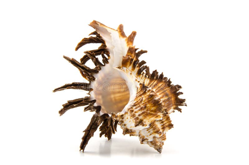 Money Cowry Sea Shell Necklace Stock Photo - Image of jewel, ivory ...