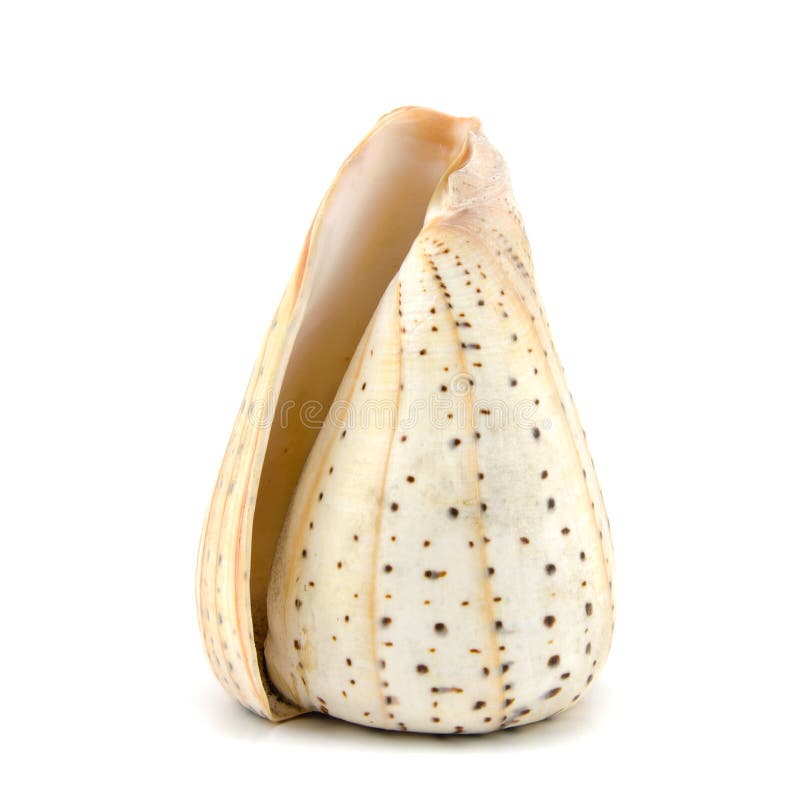 Money Cowry Sea Shell Necklace Stock Photo - Image of jewel, ivory ...