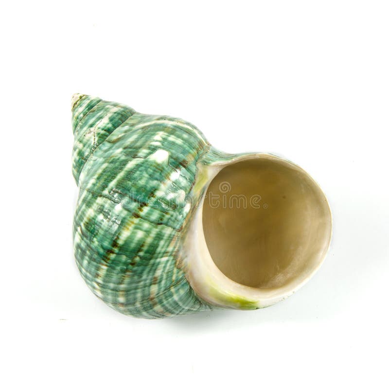 Money Cowry Sea Shell Necklace Stock Photo - Image of jewel, ivory ...