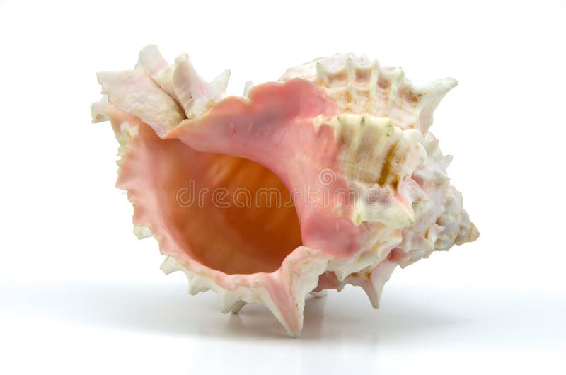 Money Cowry Sea Shell Necklace Stock Photo - Image of jewel, ivory ...