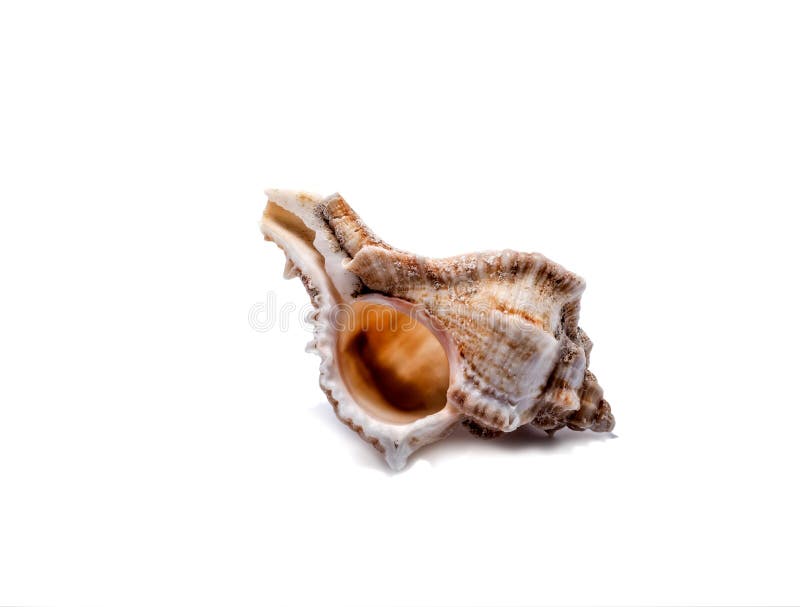 Seashell on a White Background for Isolation Stock Image - Image of ...