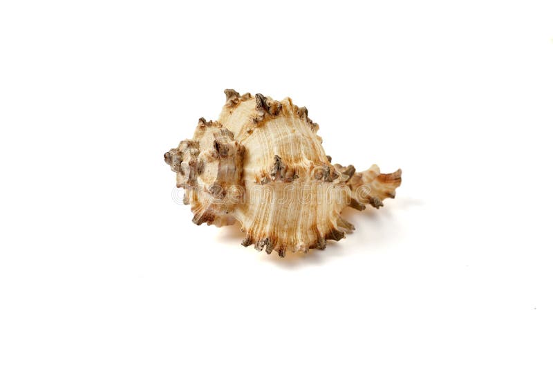 Seashell Isolated on a White Background. Stock Photo - Image of ...