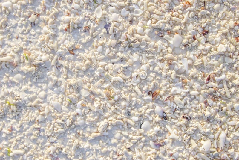Seashell White Beach Background Stock Photo - Image of stranded ...
