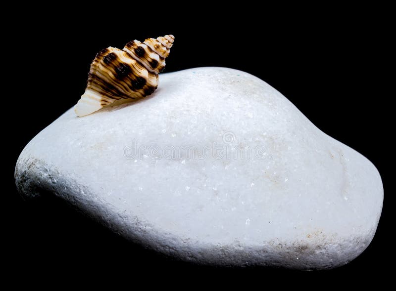 Seashell on White Pebble Black Background Stock Photo - Image of ...