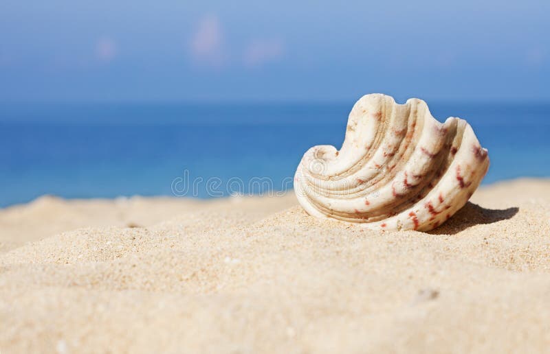 Seashell on the white sand stock image. Image of beautiful - 25067531