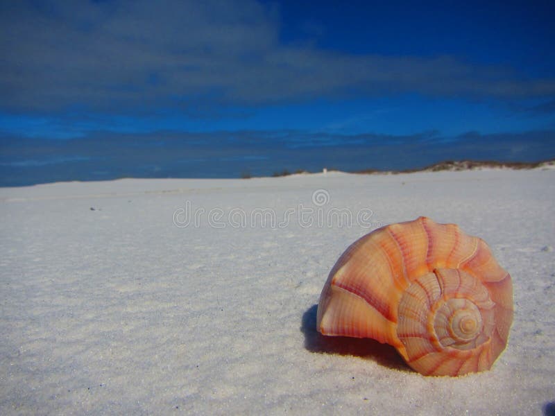 Seashell on a White Sandy Beach Stock Photo - Image of template, white ...