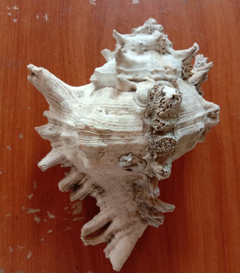 Seashell stock image. Image of thorn, hard, seashell - 150606621