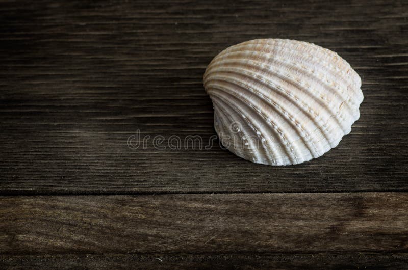 Seashell on wood stock image. Image of still, decorative - 40356389