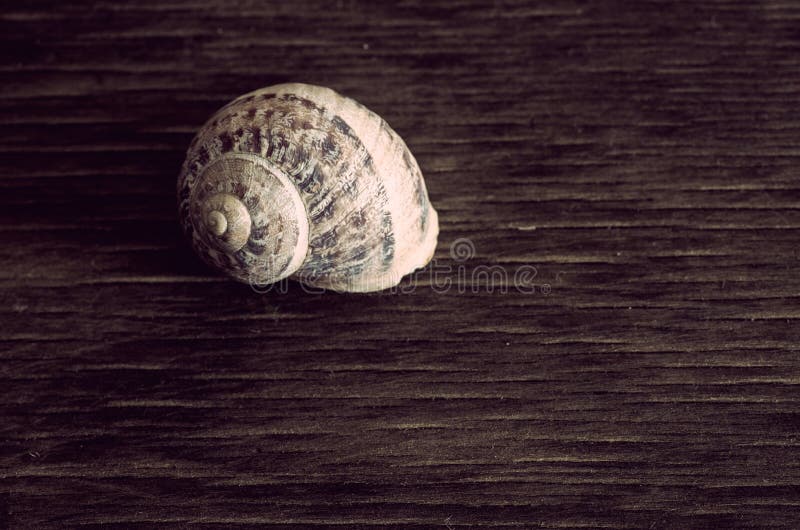 Seashell on wood stock photo. Image of still, timber - 40356384