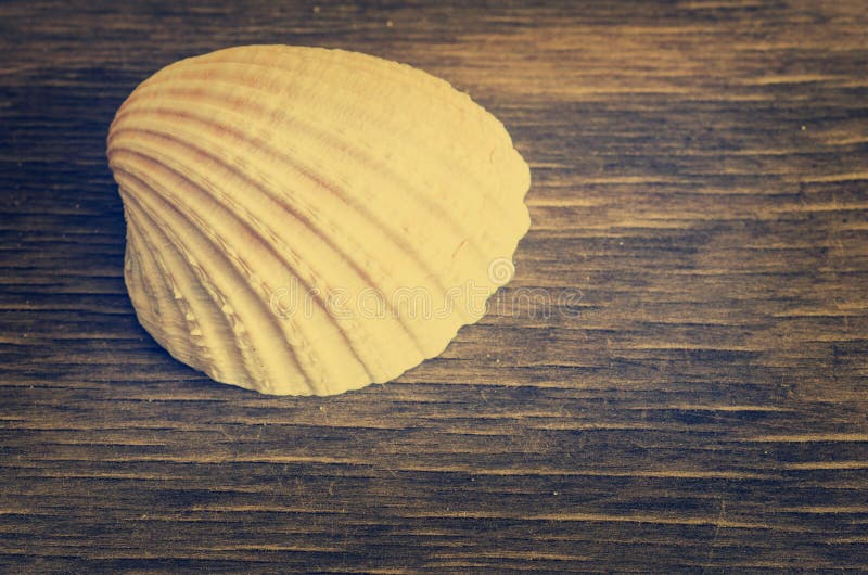Seashell on wood stock image. Image of decorative, details - 40356401