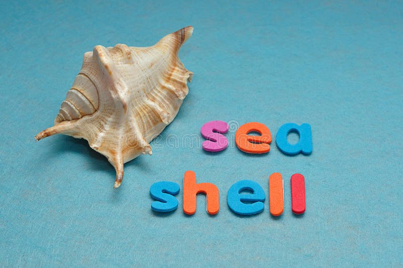 A Seashell with the Word Sea Shell Stock Photo - Image of life, nature ...