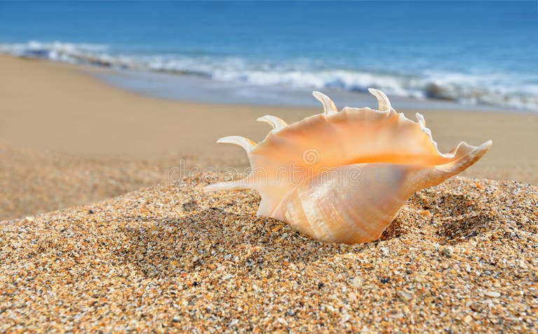 1,100+ Seashell beach sand Free Stock Photos - StockFreeImages