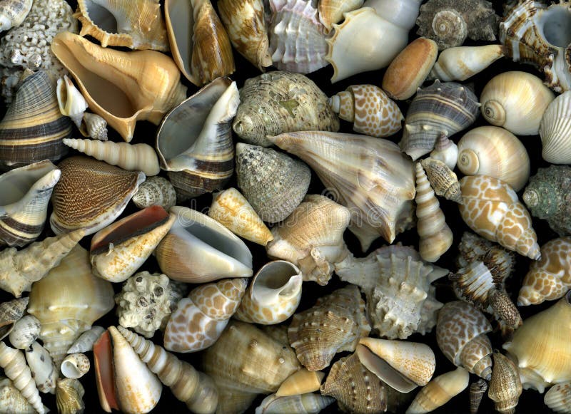 Seashells stock photo. Image of nature, details, close - 10004388