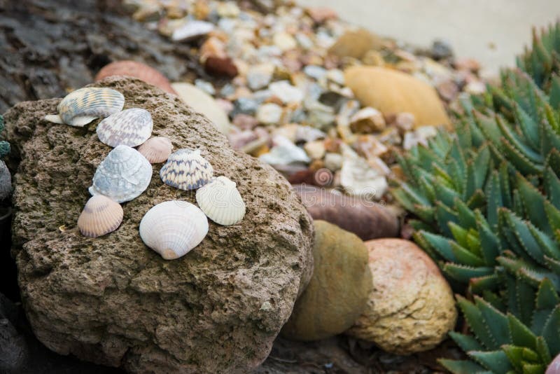 Iguana (Iguana iguana) stock image. Image of lizard, wild - 11194467